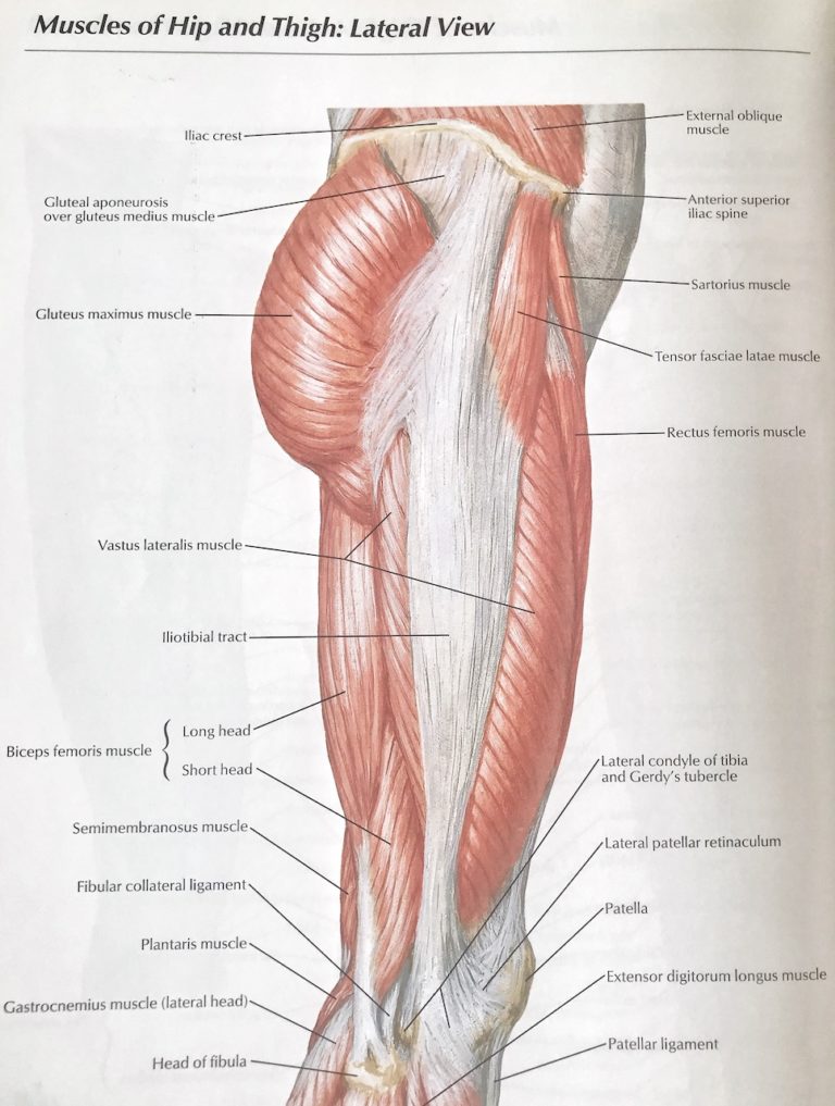 Rolling Of The IT Band Anatomy Of Outer Thigh Muscles Blog Post Aneta Rolling Of The IT Band Anatomy Of Outer Thigh Muscles Blog Post Aneta