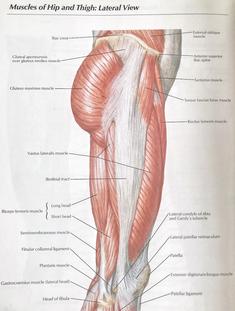 Rolling Of The IT Band Anatomy Of Outer Thigh Muscles Blog Post Aneta Rolling Of The IT Band Anatomy Of Outer Thigh Muscles Blog Post Aneta